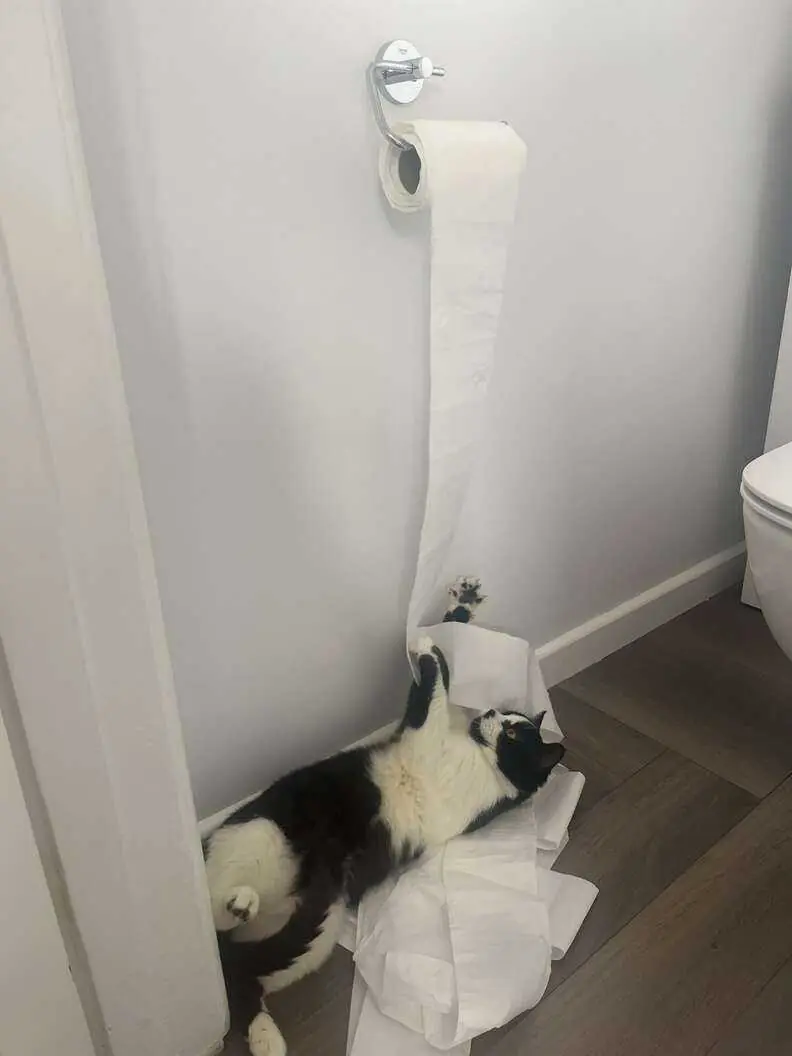 Here's How A Cat Named Reginald Became A 'Crime Lord'