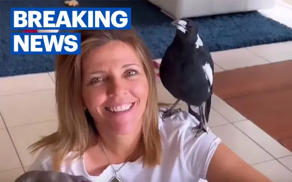 Major update on Molly the magpie after the bird was taken from its home ...