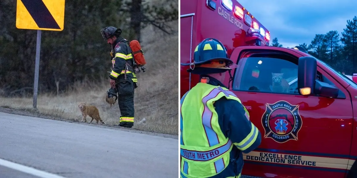 Hero Cat Rushes Toward Accident Scene 'Determined To Help' First Responders