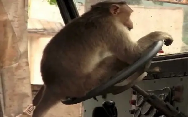 The Unlikely Culprit: Monkey Sneaks into Bus Driver's Seat, Causing ...