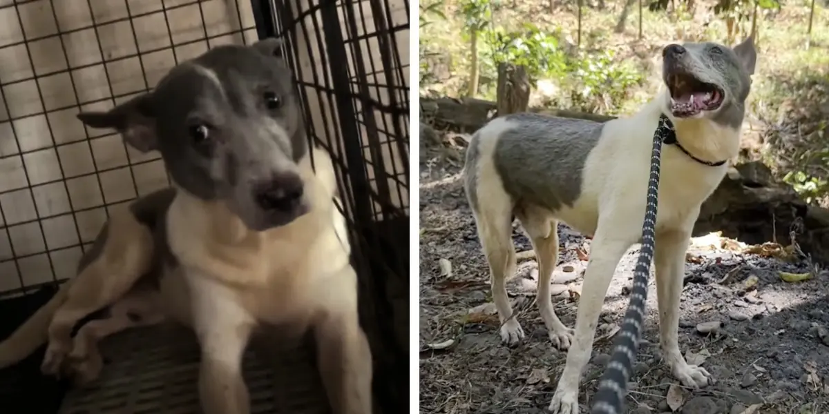 Rescue Dog Feels The Sun On His Face For First Time After 15 Years In A ...