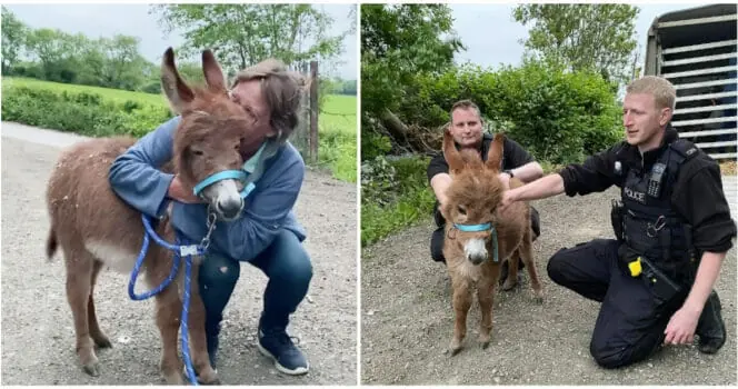 Update: Baby donkey stolen from farm found, reunited with worried mother