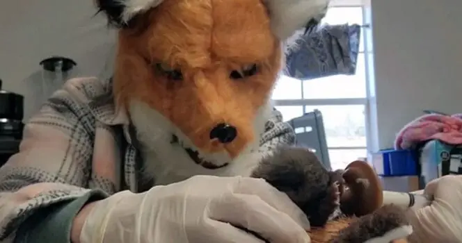 Wildlife rescuers wear fox masks while caring for baby kit — learn the ...