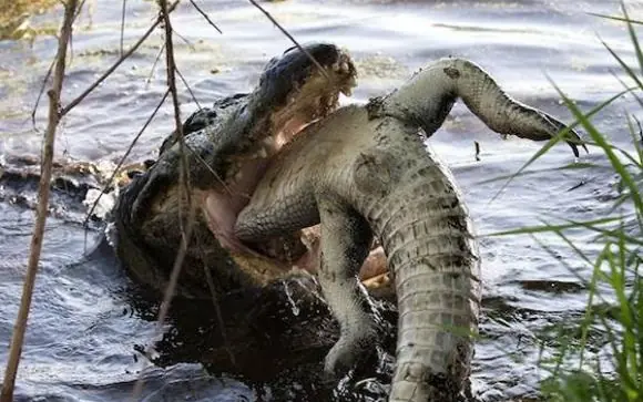 Tourists Horrified by Sight of Crocodile Cannibalism in River Encounter