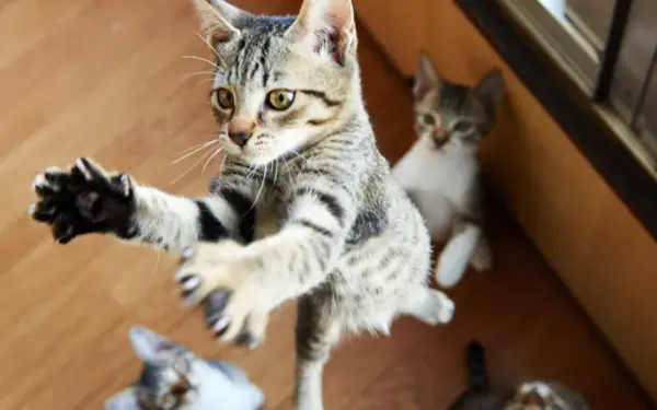 How High Can Cats Jump? Honestly, It's Pretty Incredible!