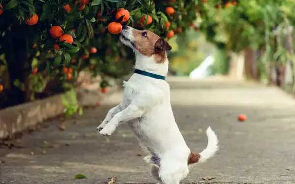 Can Dogs Eat Oranges? How To Safely Feed Your Dog a Citrus Snack