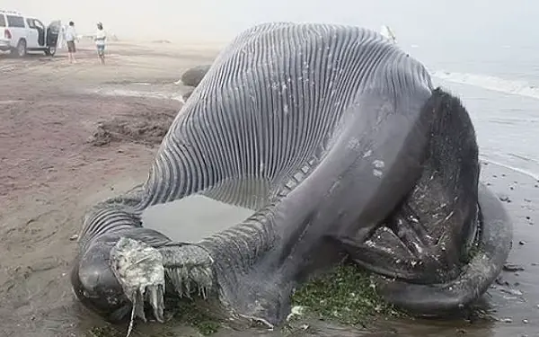 The Phenomenon of Exploding Whale Carcasses: A Deep Dive into the ...