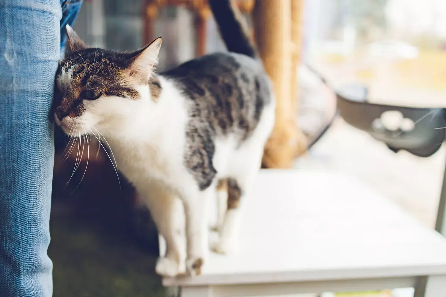 Do Cats Remember People? All Signs Point to Yes