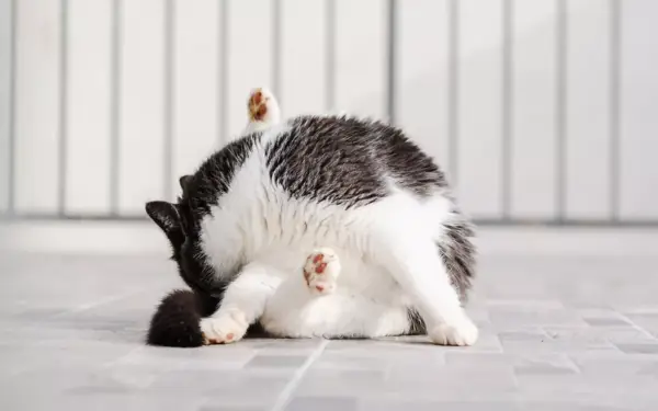 What to Know About Anal Gland Problems in Cats