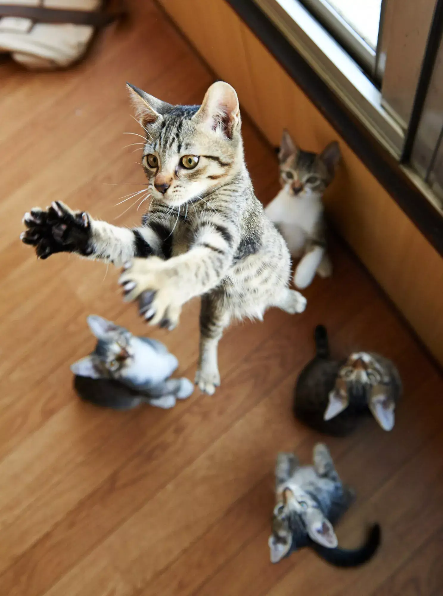 How High Can Cats Jump? Honestly, It's Pretty Incredible!