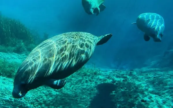 Heartwarming video shows mama manatee giving a sweet hug to her baby ...