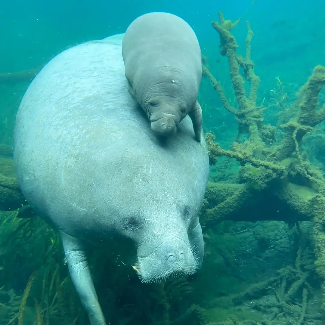 Heartwarming video shows mama manatee giving a sweet hug to her baby ...