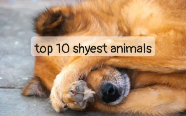 10 of the shyest animals!