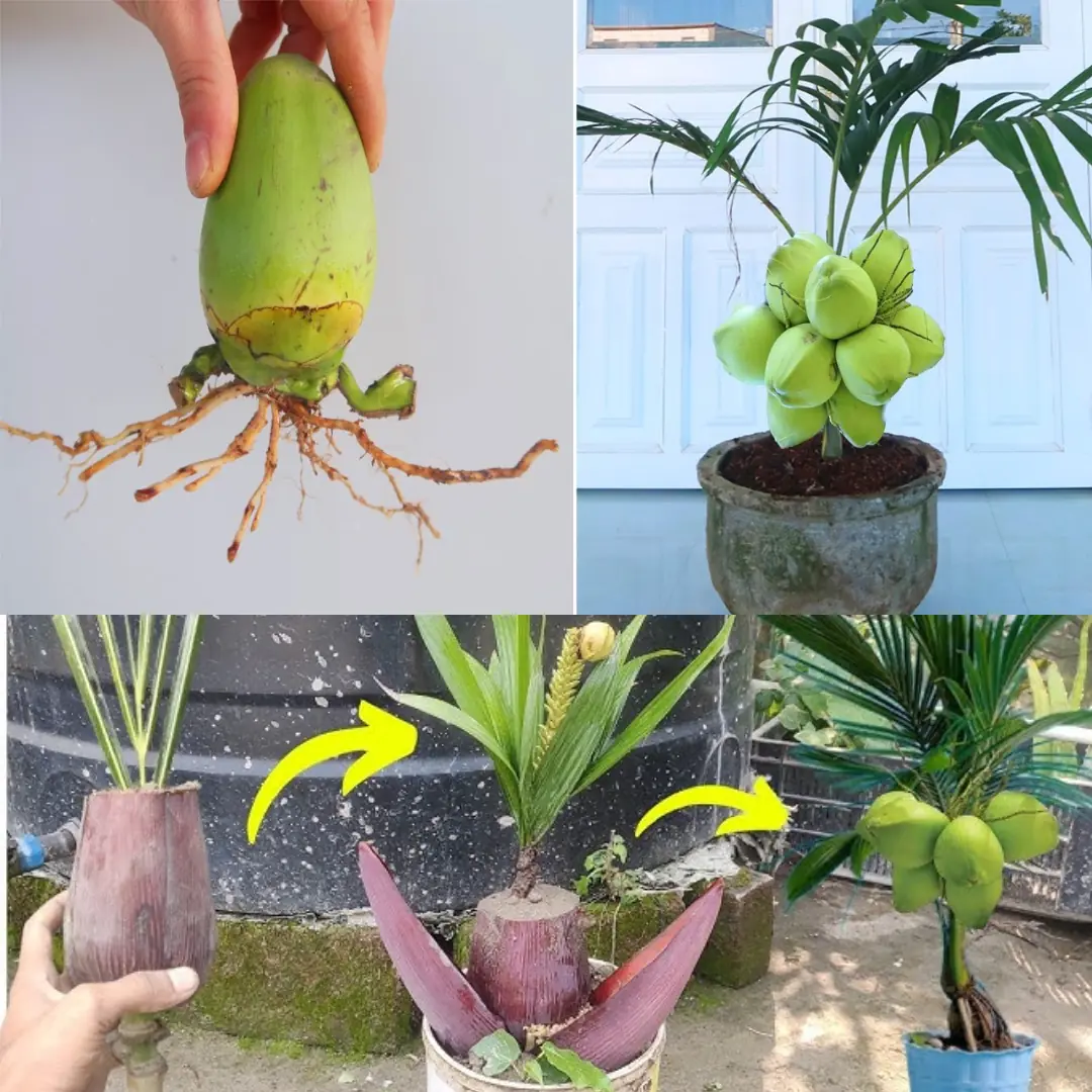 Growing a coconut tree straight from the fruit!