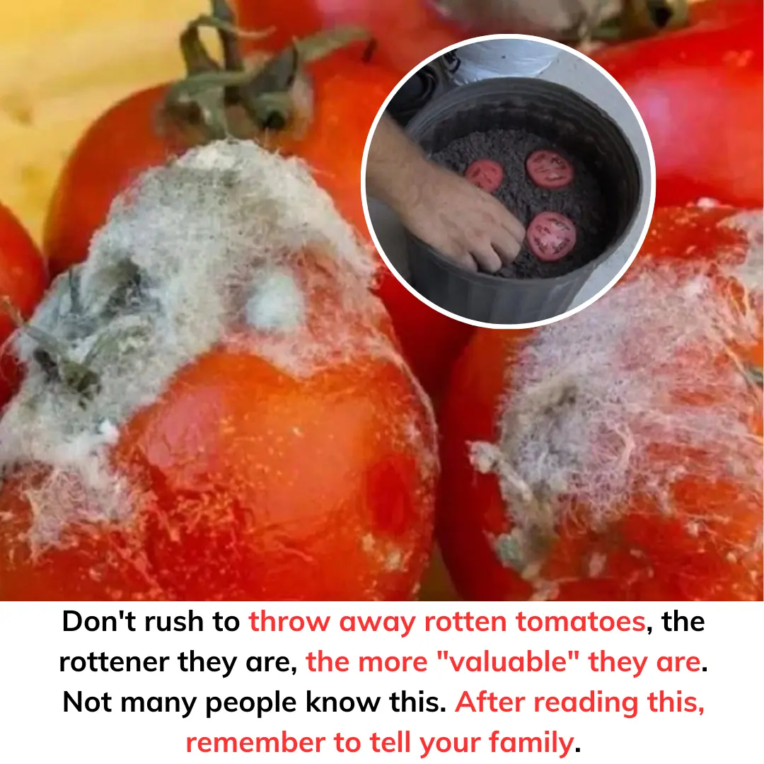 Don't rush to throw away rotten tomatoes, the rottener they are