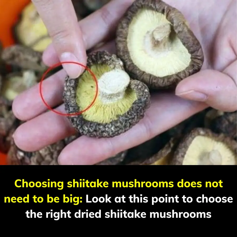 Choosing shiitake mushrooms does not need to be big: Look at this point ...