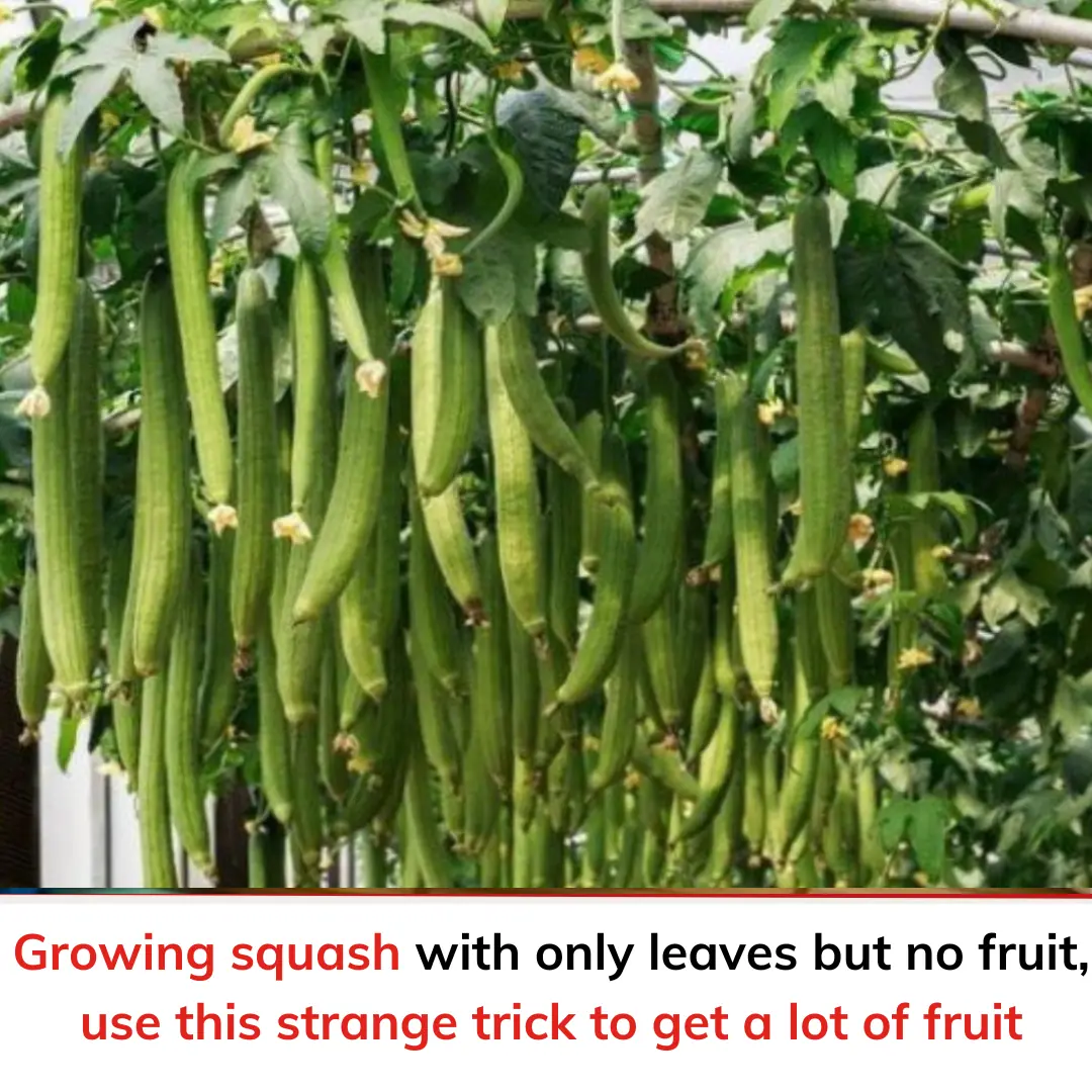 Growing squash with only leaves but no fruit
