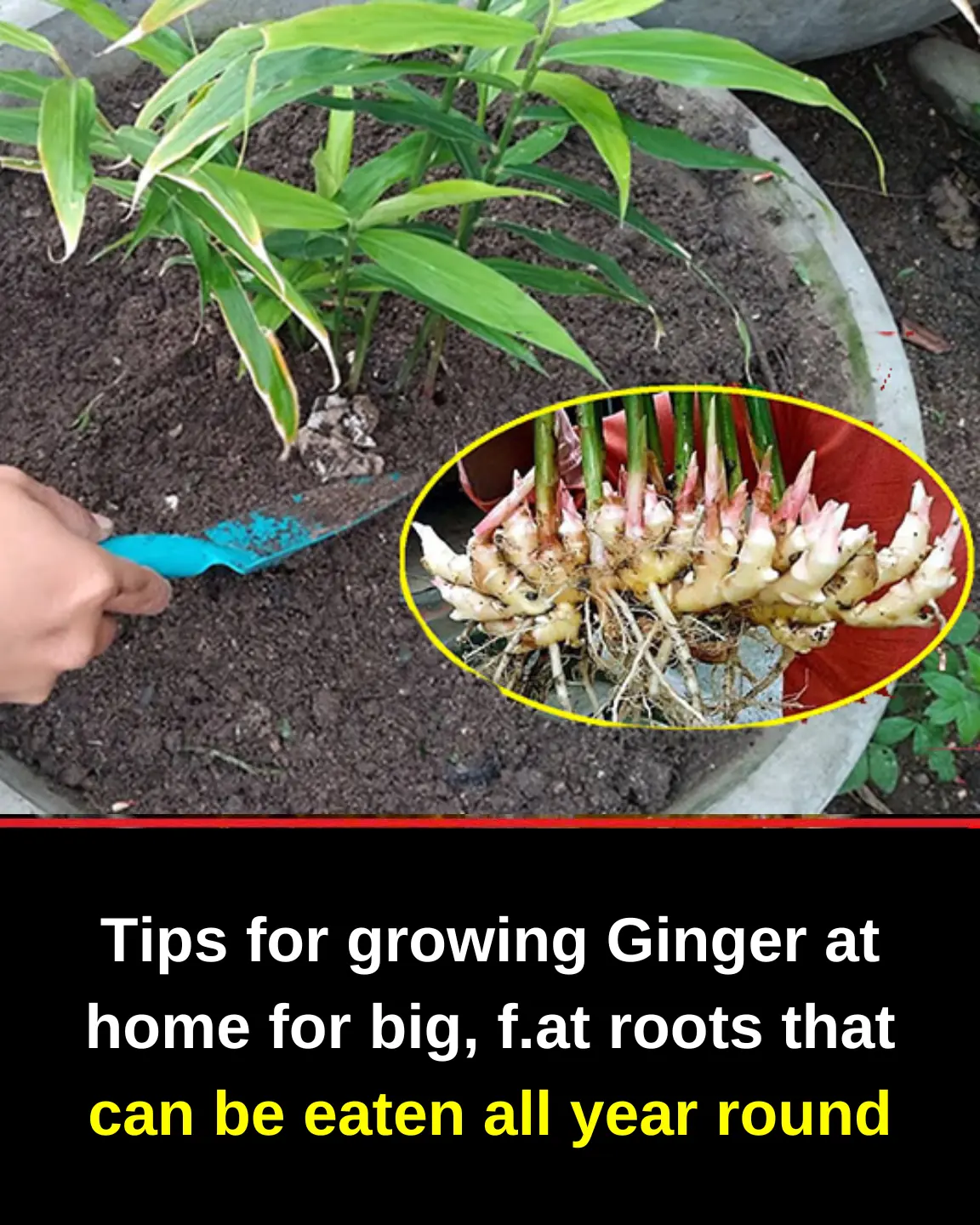 How to Grow Ginger at Home