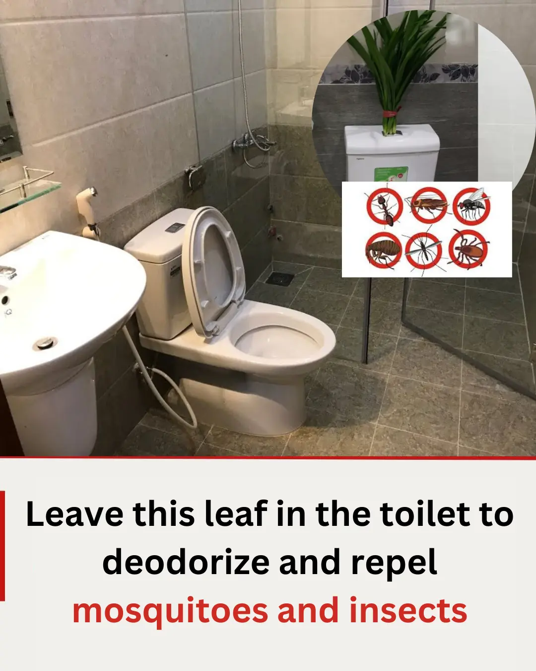 Leave this leaf in the toilet to deodorize and repel mosquitoes and insects