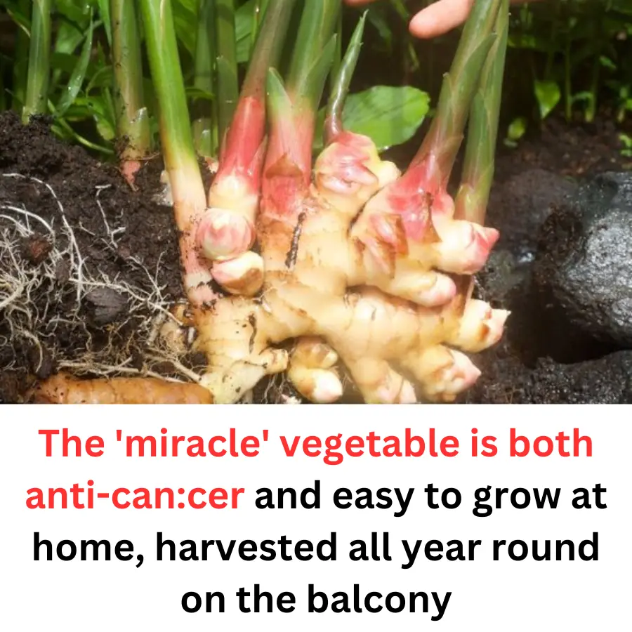 6 "miracle" vegetables that can help prevent can.cer, are easy to grow ...
