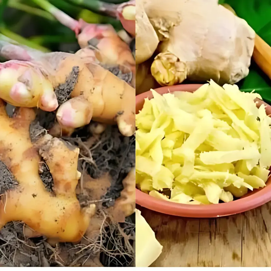 Surprisingly, 5 groups of people are advised not to eat a lot of ginger ...