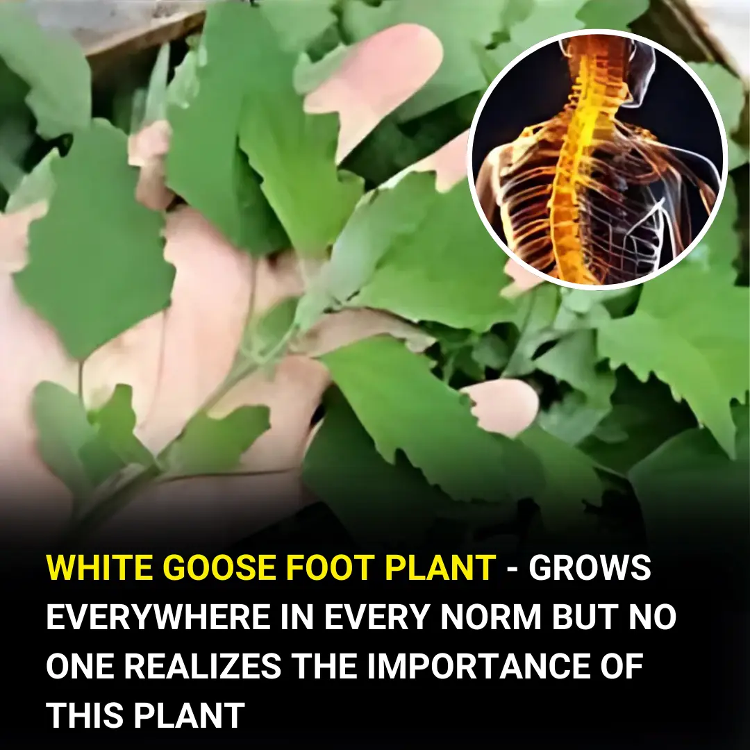 White goosefoot plant - grows everywhere but no one realizes the ...