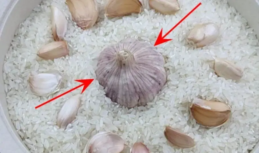 Why should you bury garlic in a bucket of rice?