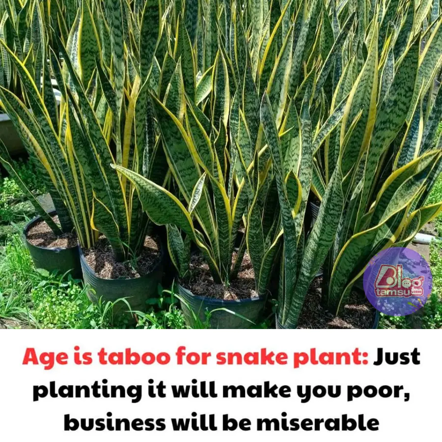 Age is taboo for snake plant