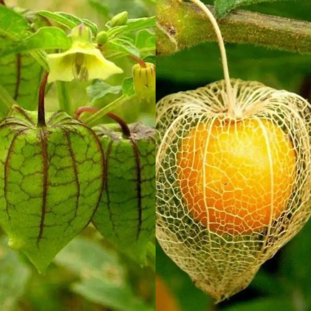 This underestimated wonder of nature is actually a real-life treasure