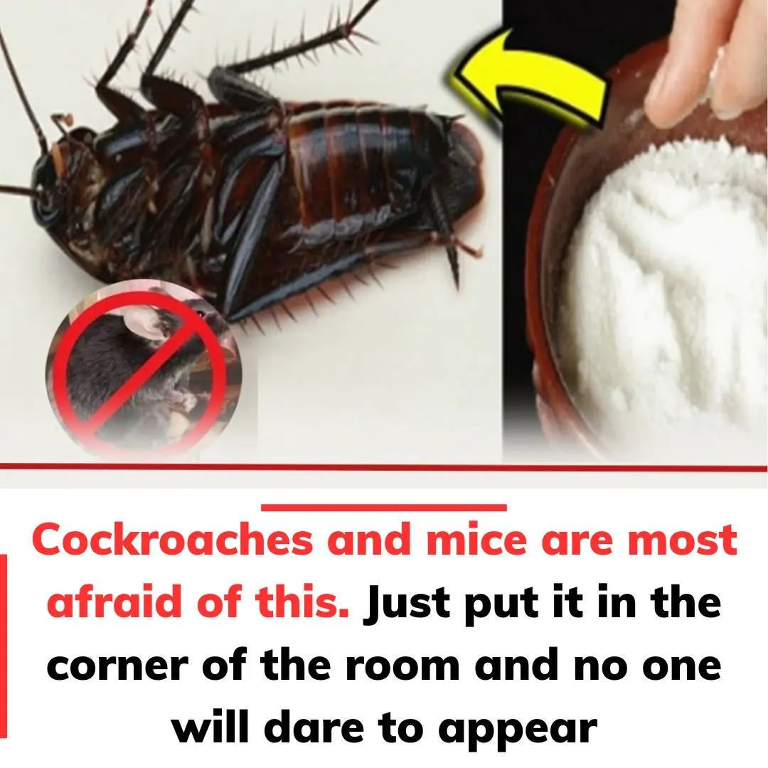 Cockroaches and mice are most afraid of this. Just put it in the corner of the room and no one ...