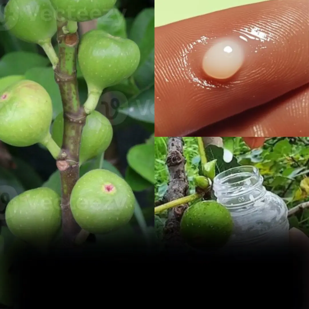 Fig Sap: Nature’s Miracle Elixir for Health and Beauty