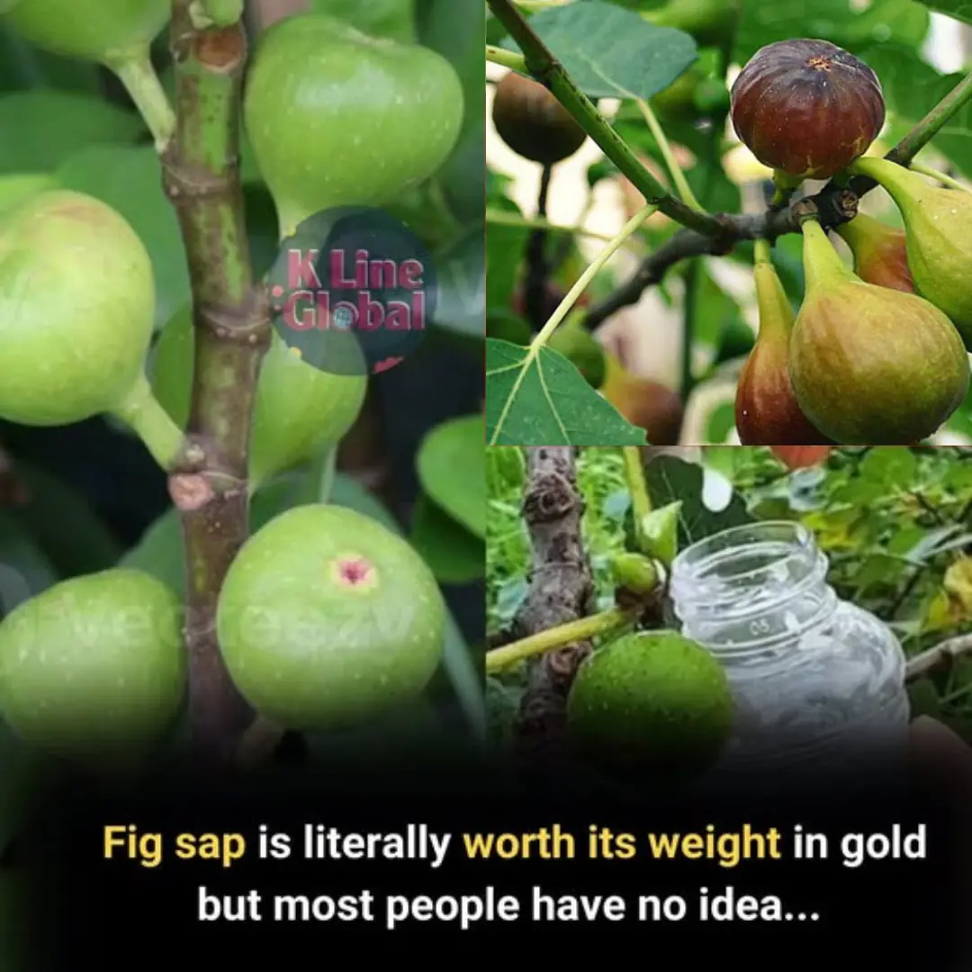 Fig Sap: Nature’s Miracle Elixir for Health and Beauty