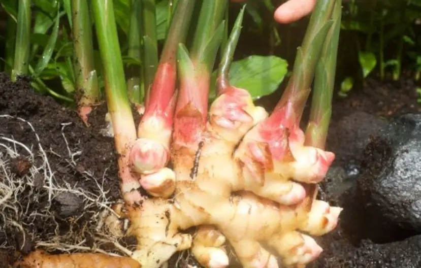 6 "miracle" vegetables that can help prevent can.cer, are easy to grow ...