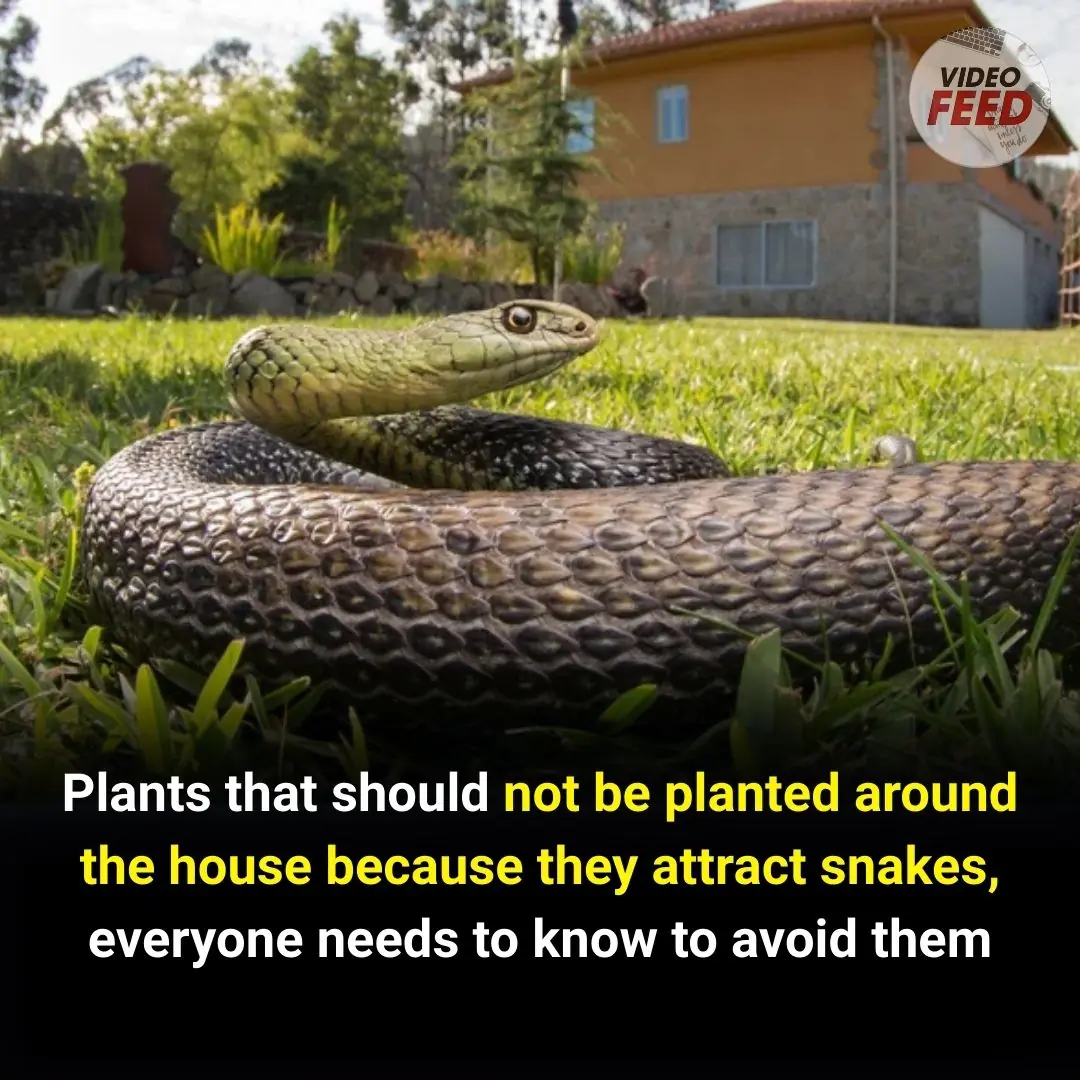 Avoid These Plants If You Don’t Want Snakes Near Your House